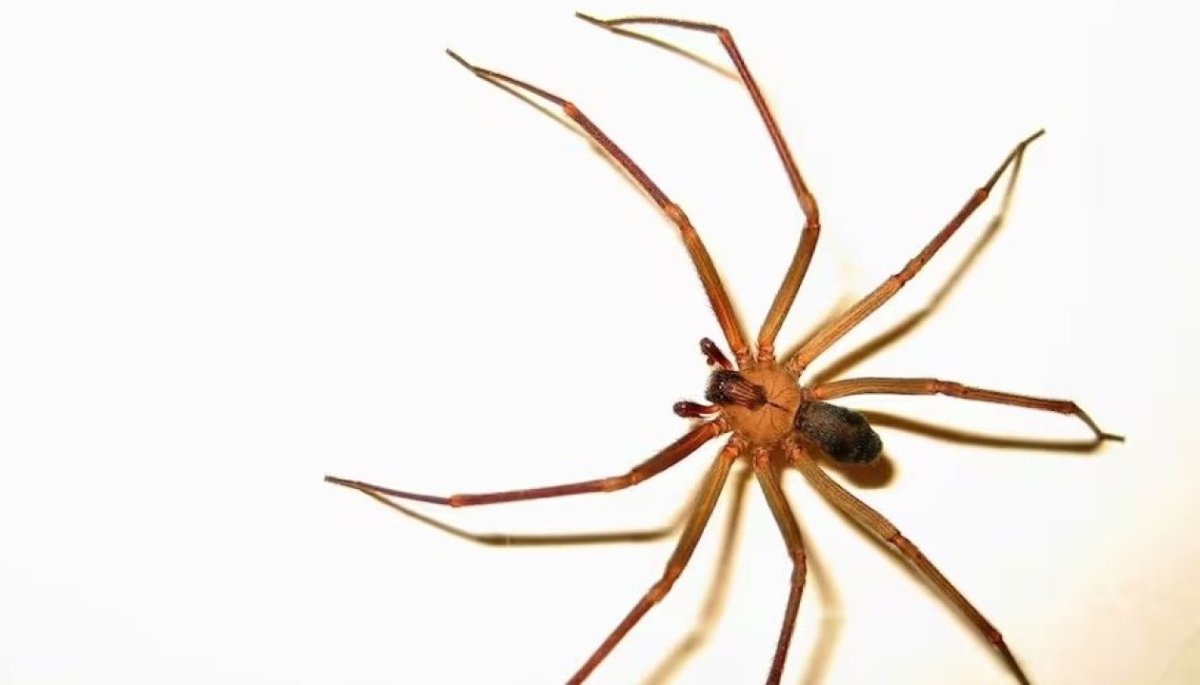 Araña de rincón, su habitual aparición en verano | Radio Definición